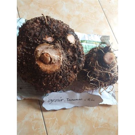 Jual Ubi Suweg Fresh 1kg Shopee Indonesia