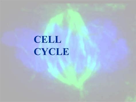 Cell Cycle Cell Cycle Check Points Cell Cycle Regulation And Tumor