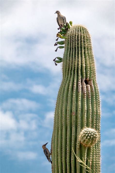 The Pollinator Party Desert Diaries