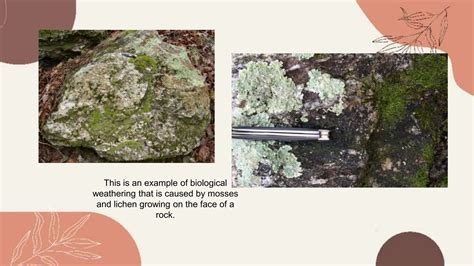 Lichen Algae And Decaying Plants Autosaved Pptx