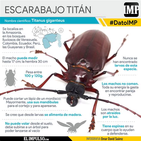 Datoimp Escarabajo Titán Un Insecto De Gran Tamaño El Impulso