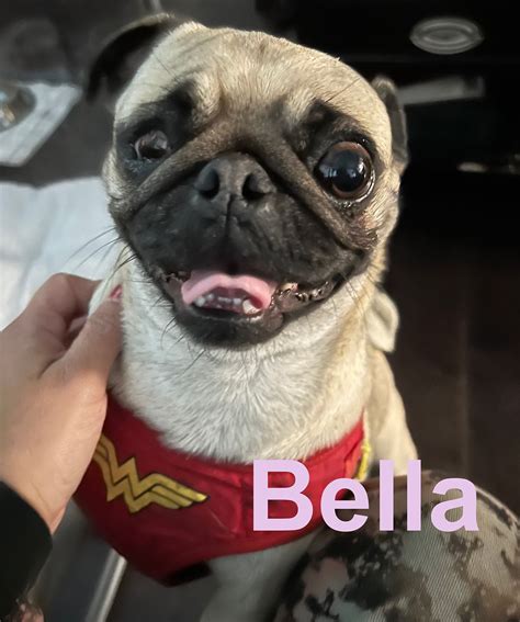 Our Pugs The Pug Queen