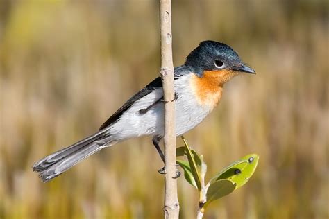 Sunshinecoastbirds Musings On Broad Billed Flycatcher Identification