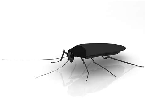 Cockroach Model Turbosquid 1759365