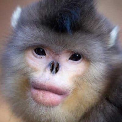 Os 69 Animais Mais Raros Do Mundo Que Você Deveria Conhecer