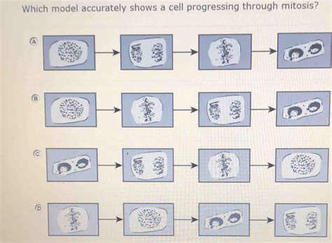 Solved Which Model Accurately Shows A Cell Progressing Through Mitosis