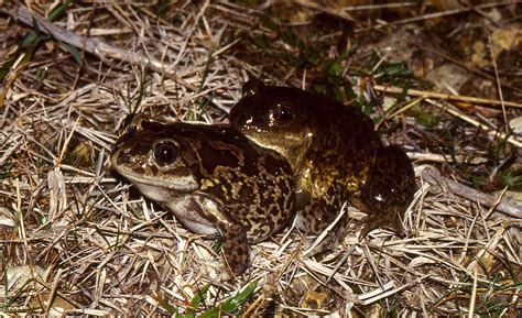 Western Spadefoot Toad Underground Burrower