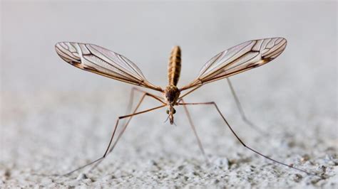 Why Are We Seeing Large Populations Of Mosquito Hawks This Time Of Year