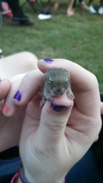 Newborn Gopher