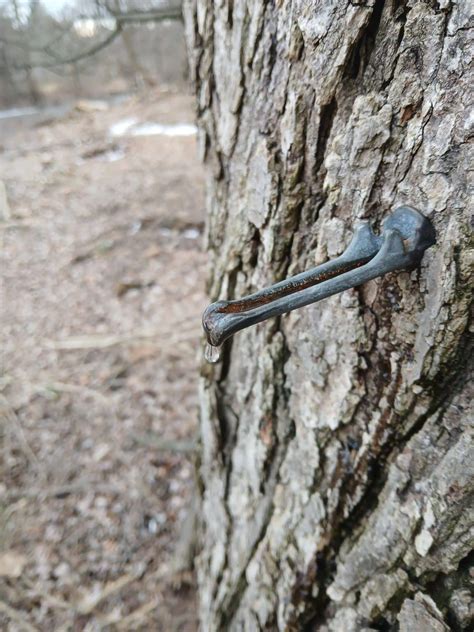 The Science Behind Sap Flow In Maple Sugaring Franklin County Free Press