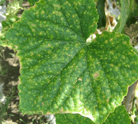 きゅうり病害図鑑｜症状や発生要因、防除ポイント・農薬について｜ファンタジスタ