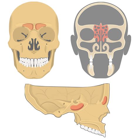 Maxillary Sinus Skull