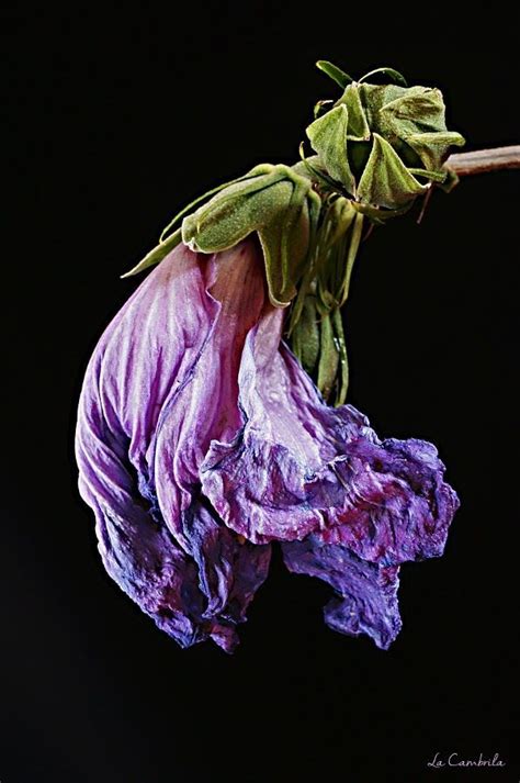 Pin By Lori Hill On Natural Forms Wilted Flowers Dying Flowers