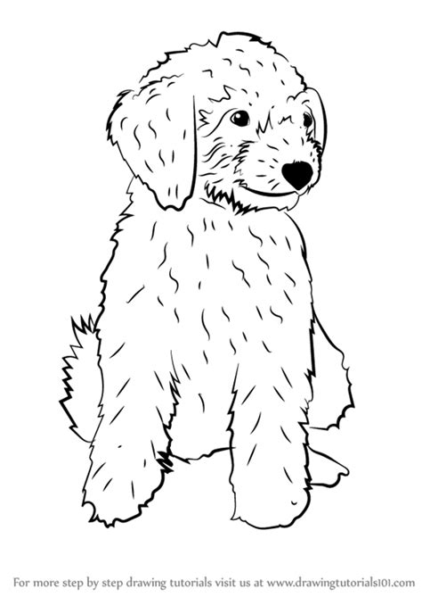 Goldendoodle Drawing At Explore Collection Of