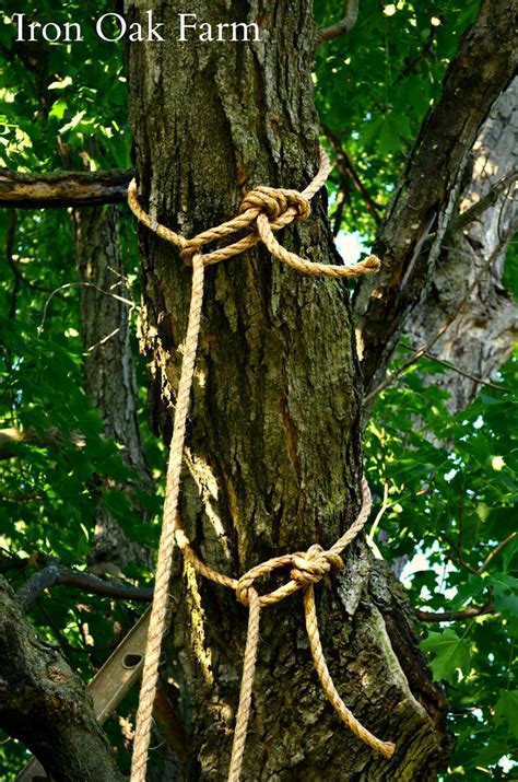 Tree Limb Knot At Lawrence Henry Blog