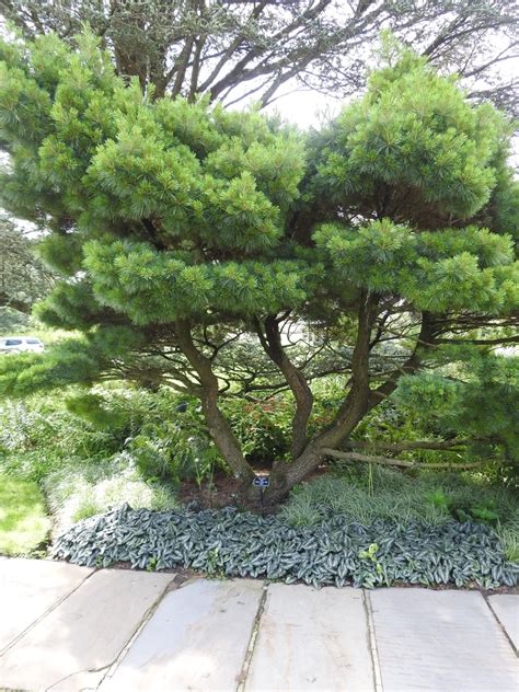 Pinus Strobus Nana Pinus Strobus Nana