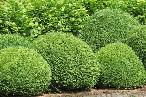 Buchsbaum Wurzeln Wissenswertes Zur Wurzeltiefe Und Mehr