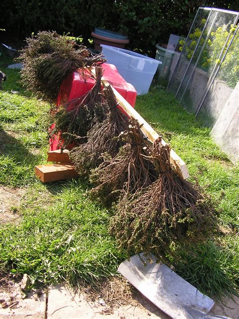 Natures Whispers Thatching With Heather