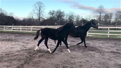 2024 Aloha Filly Youtube