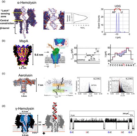 Detection Of Base Modifications By Confinement Effects Of Novel Download Scientific Diagram