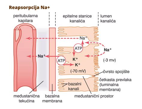 Fiziologija Bubrega Pdf