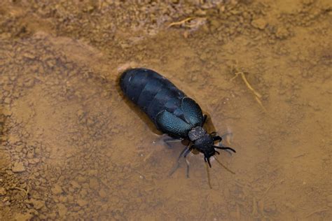10 Common Little Black Bugs In Washington 2023 Guide The Gardening Dad