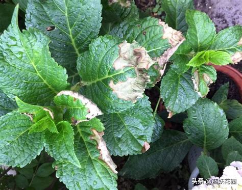 The Brown Spots On The Leaves Of Hydrangea Is It Sunburn Or Disease