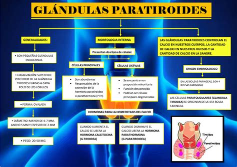 Glándulas Paratiroides Esquemas Y Mapas Conceptuales De Medicina