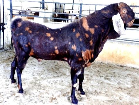 Venda Qurbani Ka Bakra Qurbani Bakra Eid Special Funny Video By Pk Tv