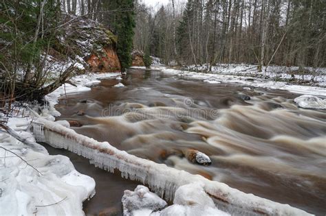 Tree With Icicles On The Side Of The River In The Gauja National Park