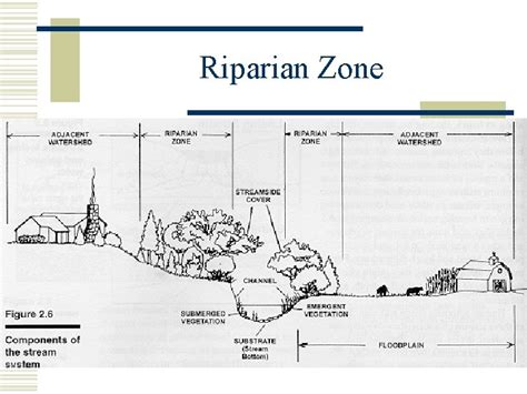 Riparian Zone Habitat Assessment Vegetation And More What