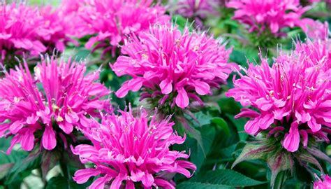 Bee Balm Plant How To Grow And Care Guide Blue House