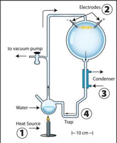 Evolution Test Review Flashcards Quizlet