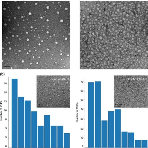Transmission Electron Microscopy Images And Particle Size Distribution Download Scientific