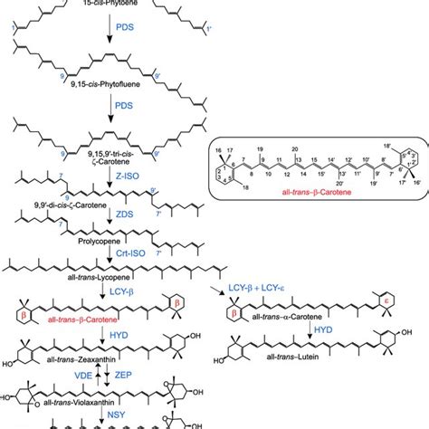 Carotenoid Biosynthesis In Plants Phytoene Synthase Psy Mediates The
