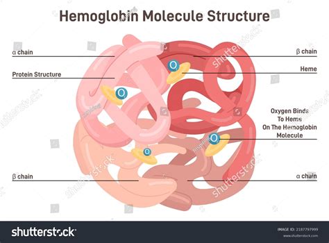 Hemoglobin Molecule Structure Ironcontaining Oxygentransport Metalloprotein Stock Vector
