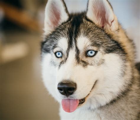 Husky Blue Eye Husky Eyes Husky Markings And Colors A Look At The