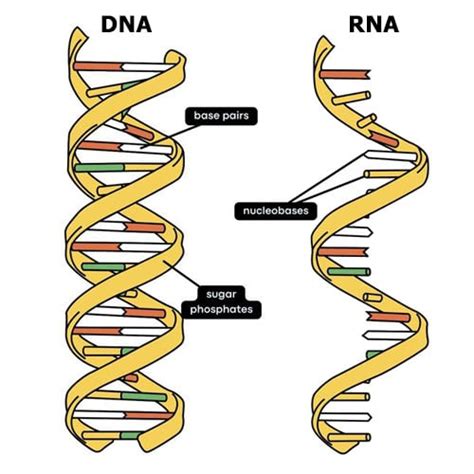 Dna Vs Rna Whats The Difference Earth How