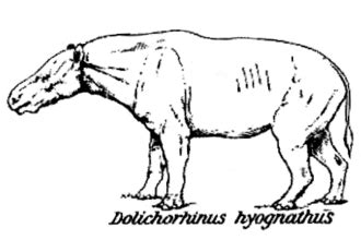 Dolichorhinus — Wikipédia