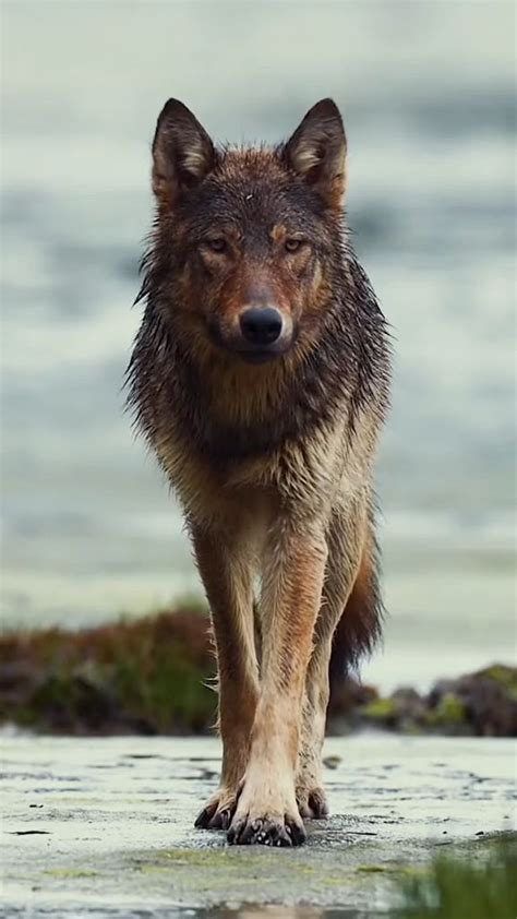 Celebrating The Red Wolves Artofit