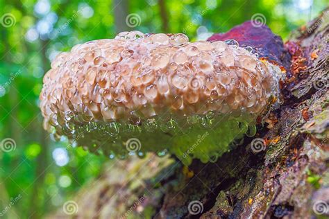 Red Ring Rot Phellinus Pini Is A Parasitic Fungus That Grows On