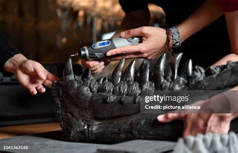 Schulp Photos And Premium High Res Pictures Getty Images