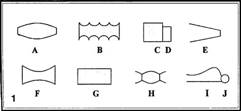 Schematic Representation Of The Epidermal Cell Types Observed By Light