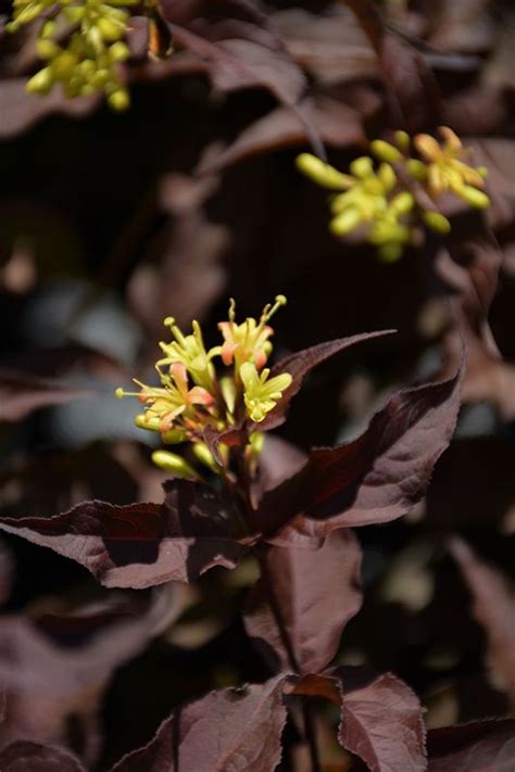 Firefly™ Nightglow™ Bush Honeysuckle Diervilla Splendens El Madrigal