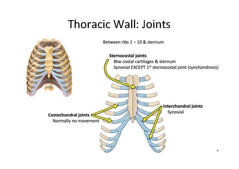Thoracic Wall Lecture Objectives Describe The Shape And