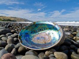 Abalone Shell Geology Formation And Characteristics Geology Science