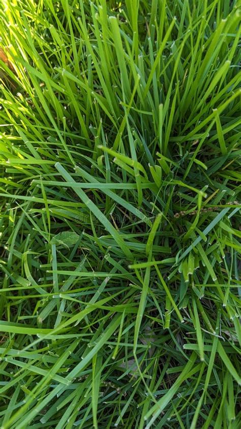 Plush Green Mowed Lawn Grass Stock Image Image Of Miwedlawn Grass 274570611