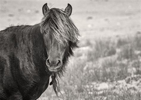 Wild Horses Of Sable Island Nova Scotia Canada — Bev Pettit Photography