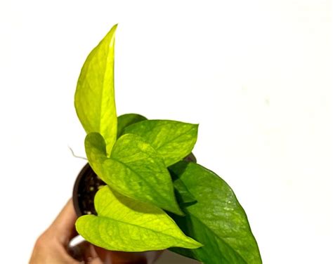 Jessenia Pothos Rare Pothos In 4 Pot Collectors Pothos Exact Plant 15 Etsy