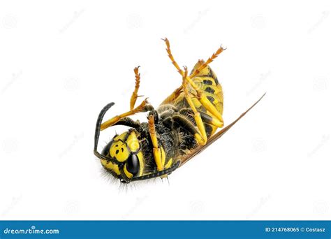 Dead Wasp Stock Image Image Of Upside Isolated Death 214768065